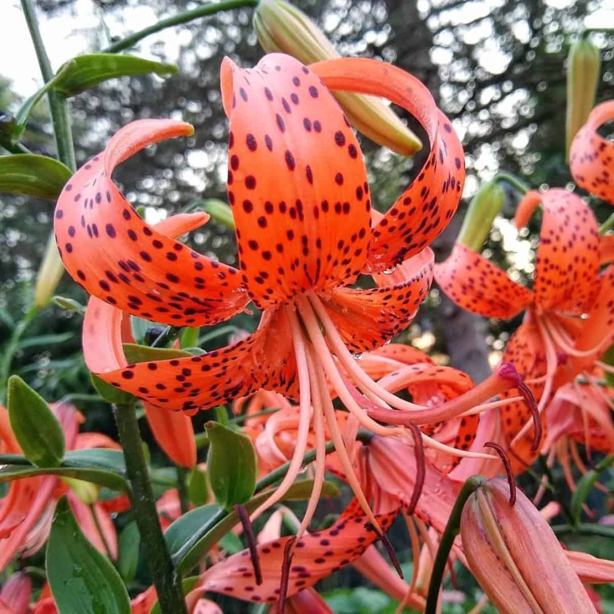 How To Grow And Care For Tiger Lily Flower Bulbs