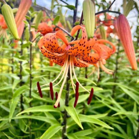 How To Grow And Care For Tiger Lily Flower Bulbs