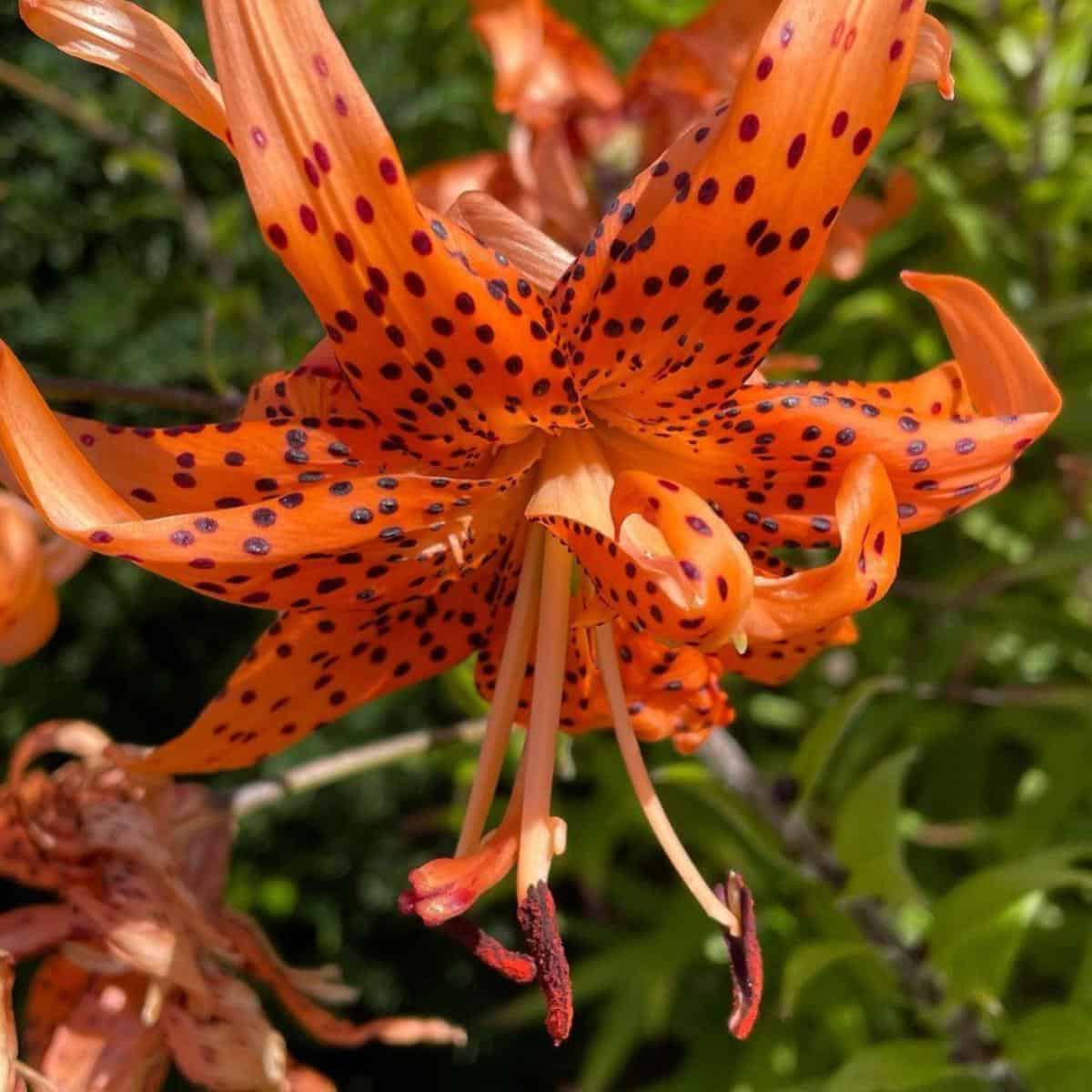 How To Grow And Care For Tiger Lily Flower Bulbs