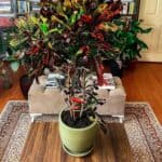 Growing Croton Mammy: How To Care For Colorful Codiaeum Mammy