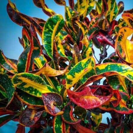 Growing Croton Mammy: How To Care For Colorful Codiaeum Mammy