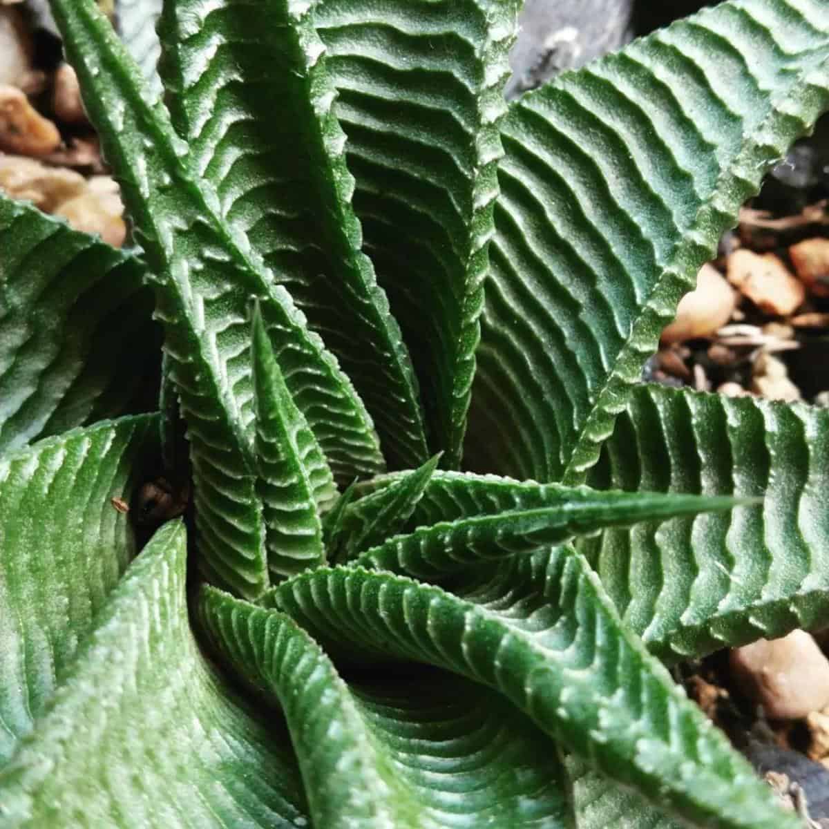 Haworthia Limifolia: [Fairies Washboard] Growing and Care
