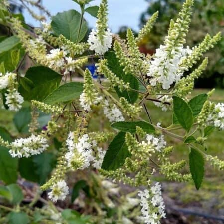 Sweet Almond Bush Care: Learn Tips On Growing Aloysia Virgata