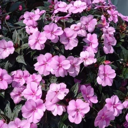 How To Grow and Care For Sunpatiens® Plants | PlantCareToday