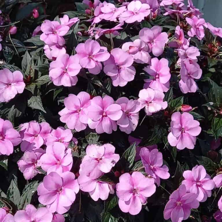 How To Grow and Care For Sunpatiens® Plants | PlantCareToday
