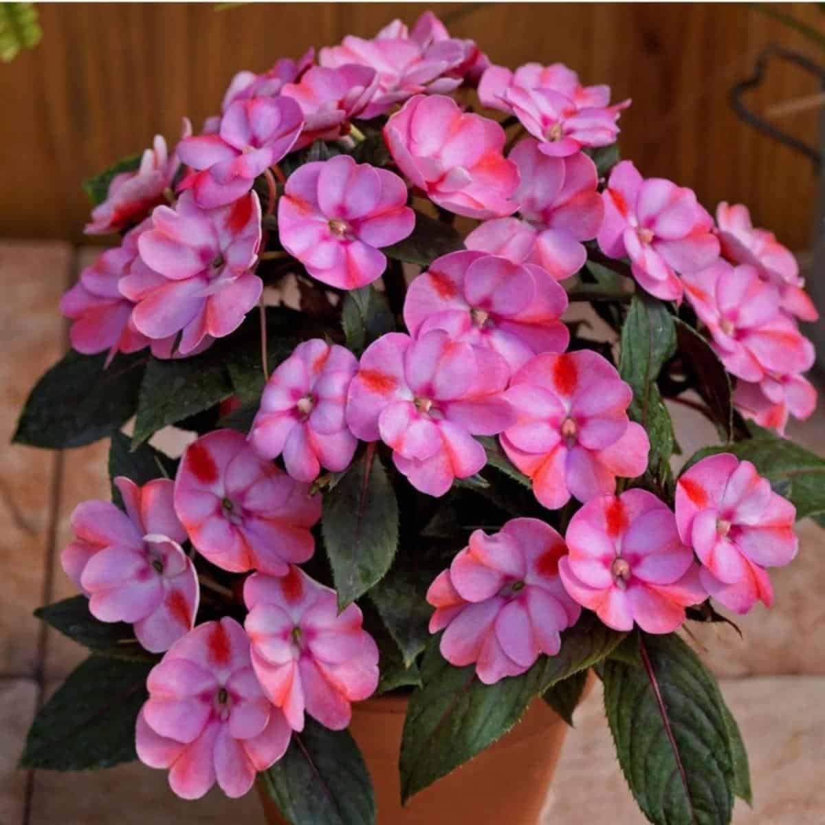How To Grow and Care For Sunpatiens® Plants | PlantCareToday