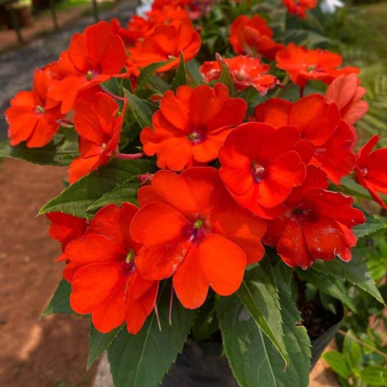 How To Grow and Care For Sunpatiens® Plants | PlantCareToday