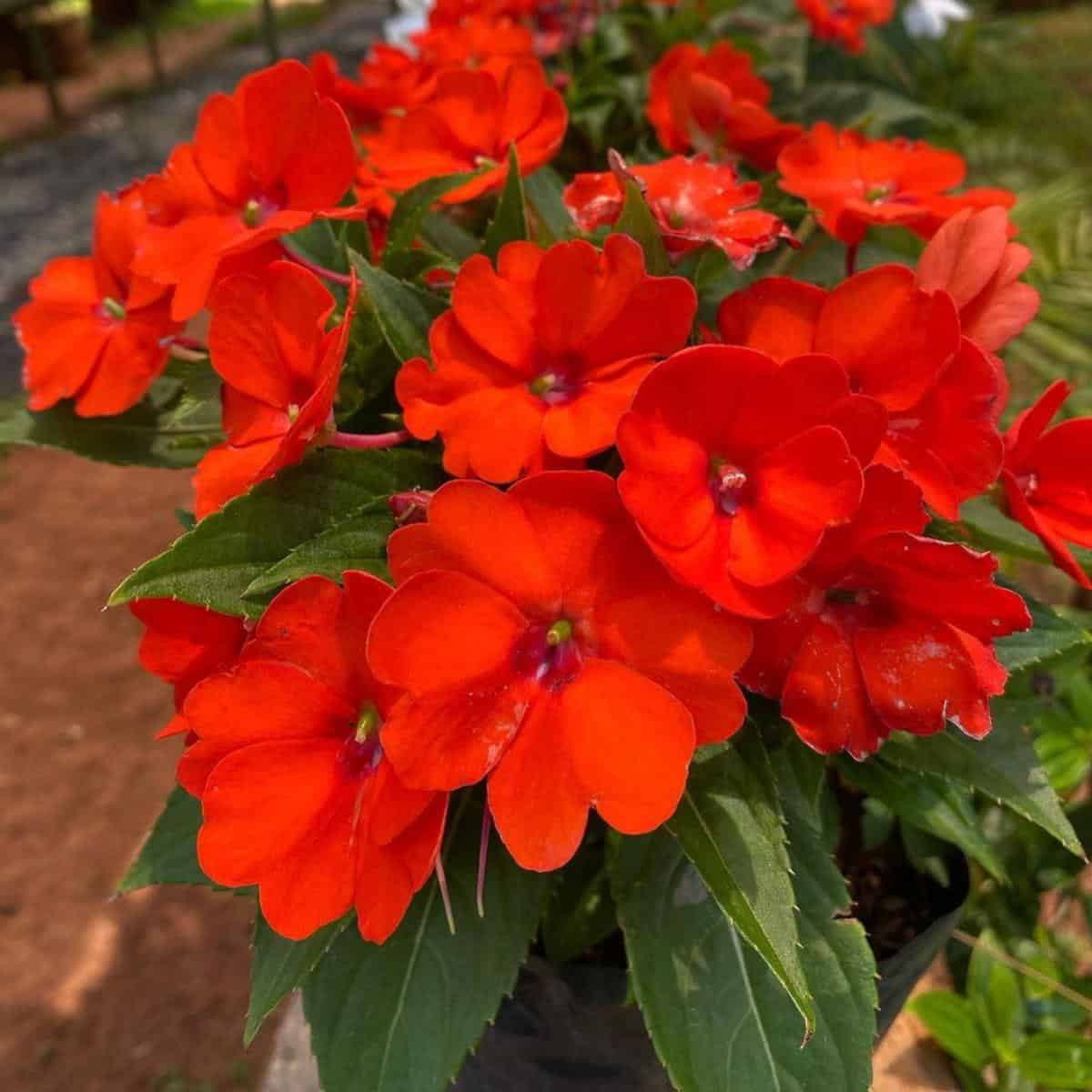 How To Grow and Care For Sunpatiens® Plants | PlantCareToday