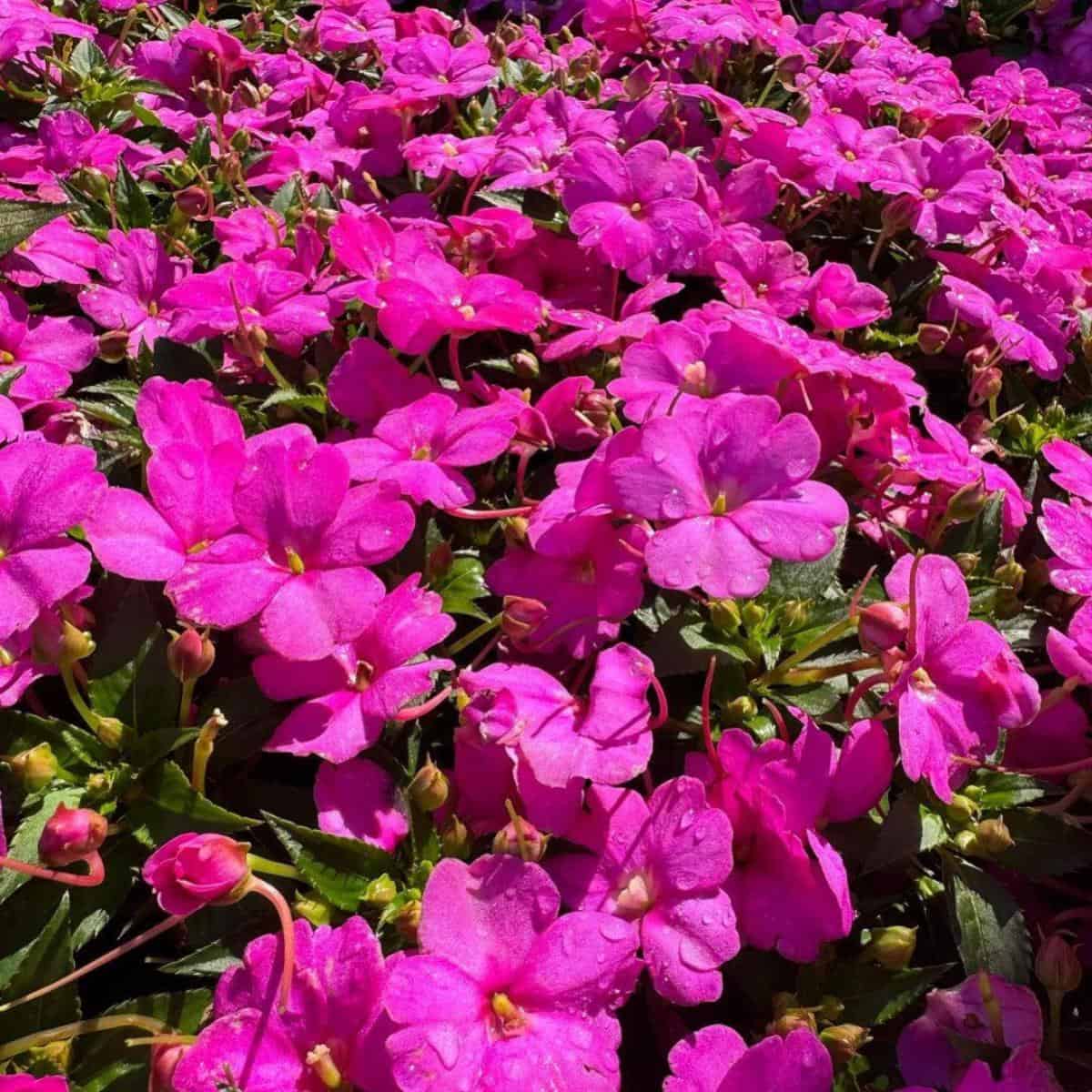 How To Grow and Care For Sunpatiens® Plants | PlantCareToday