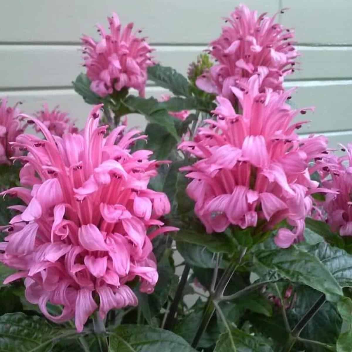 Justicia Carnea Care: How To Grow Brazilian-Plume