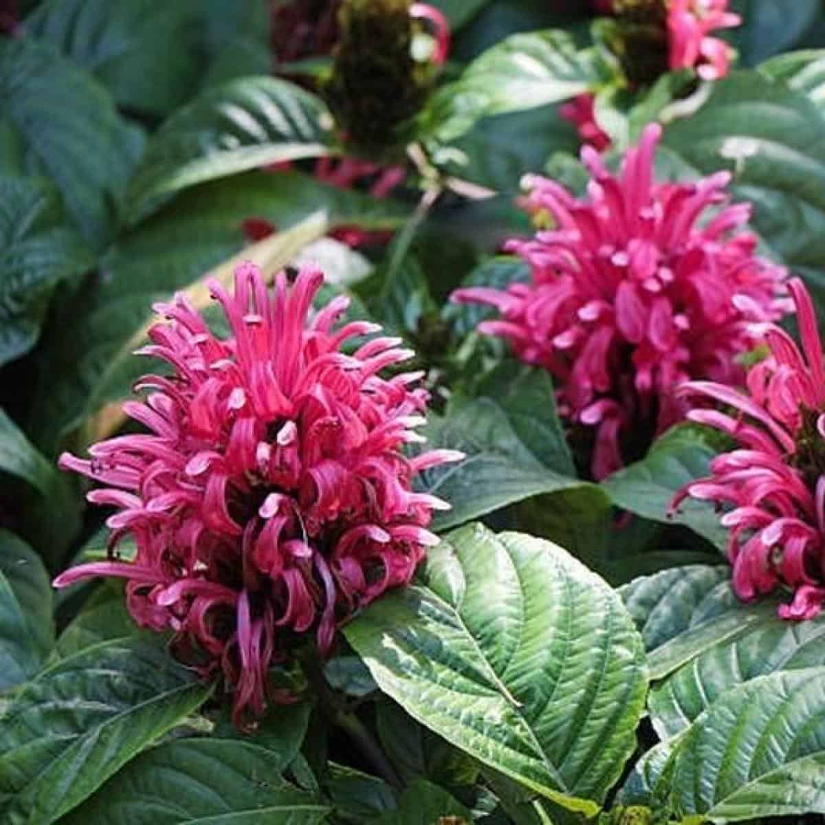 Justicia Carnea Care: How To Grow Brazilian-Plume