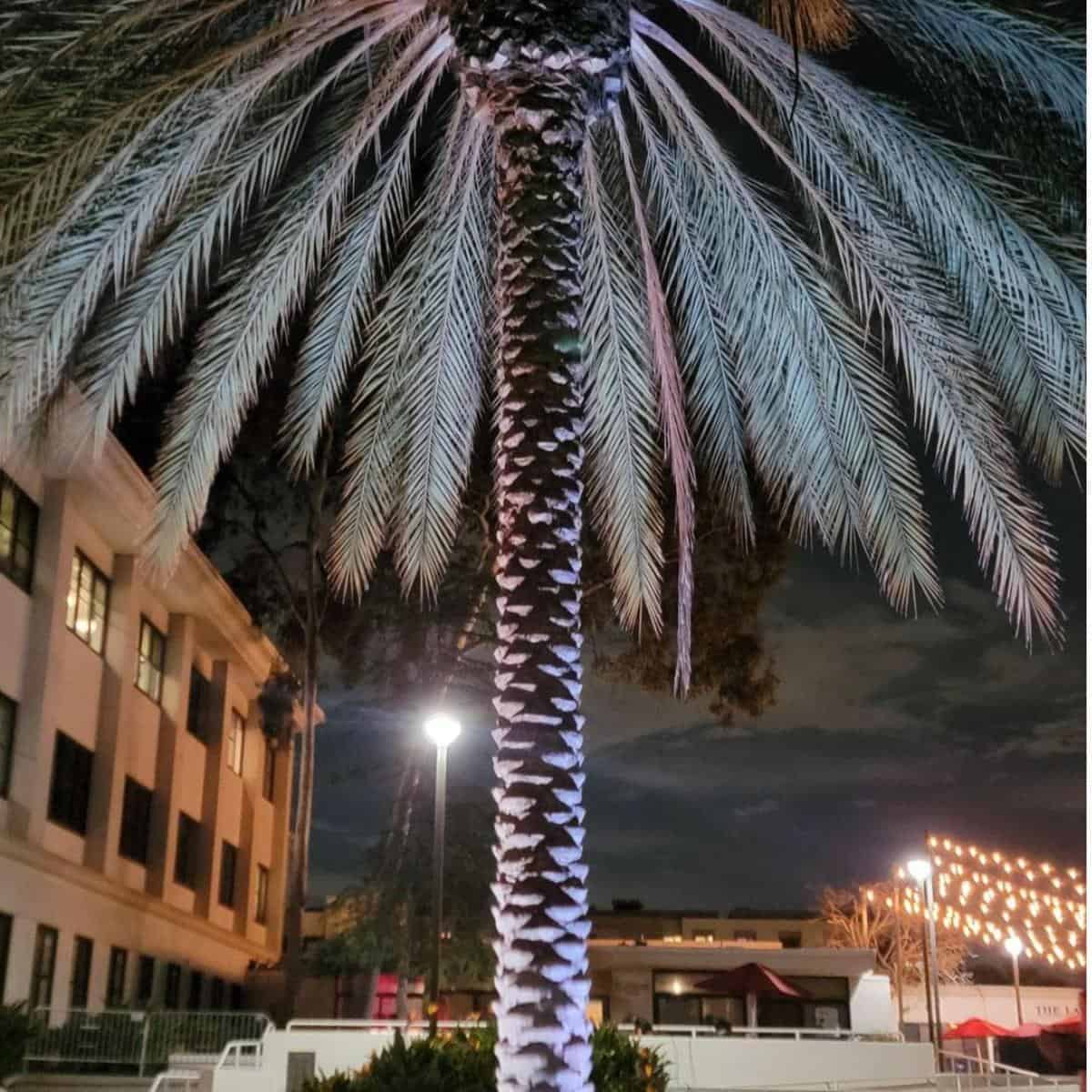 Lighting Palm Trees: Illuminate Palms, Trees and Shrubs [HOW TO]