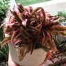 Is Your Cryptanthus Earth Star Plant Happy? Key Care Tips!