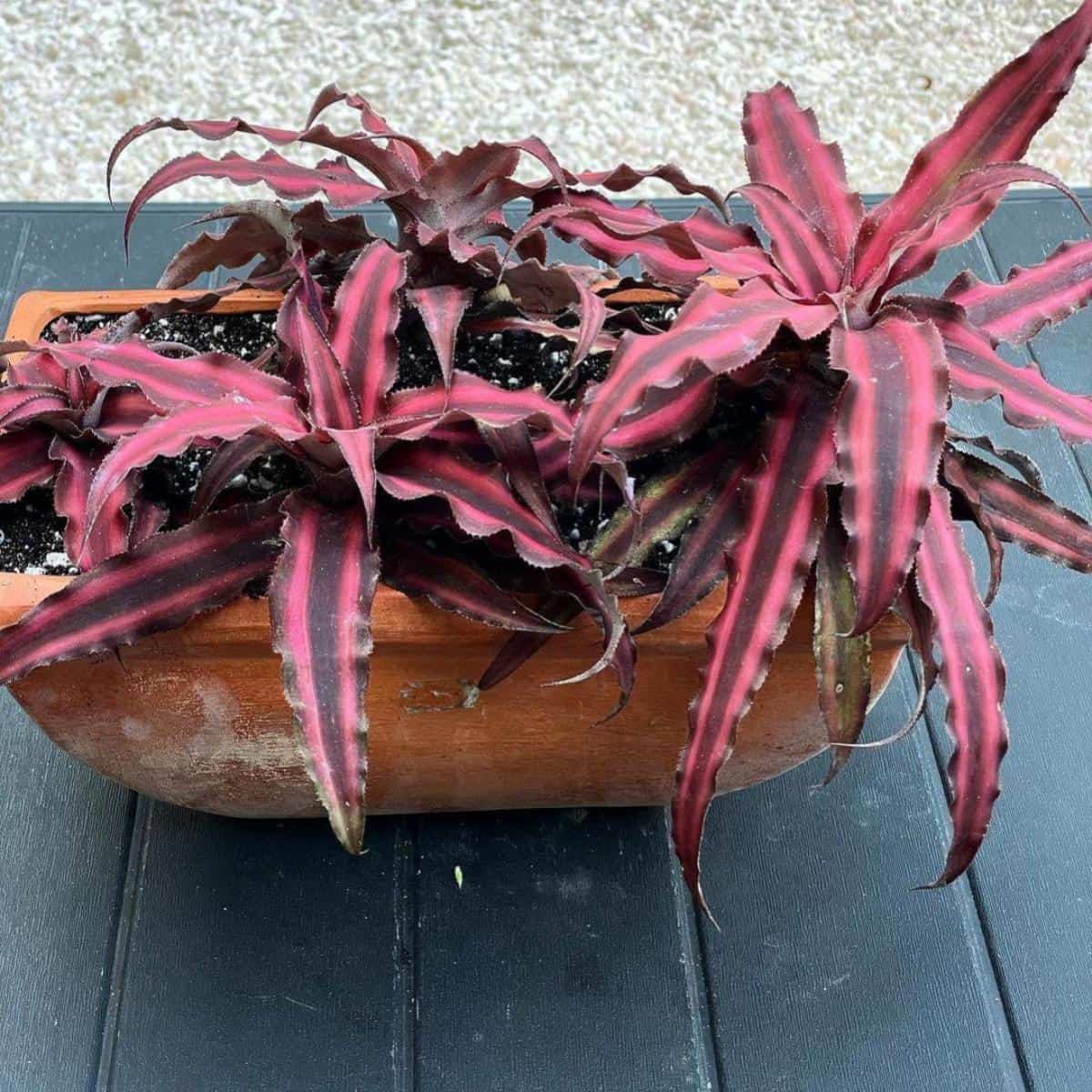 Is Your Cryptanthus Earth Star Plant Happy? Key Care Tips!