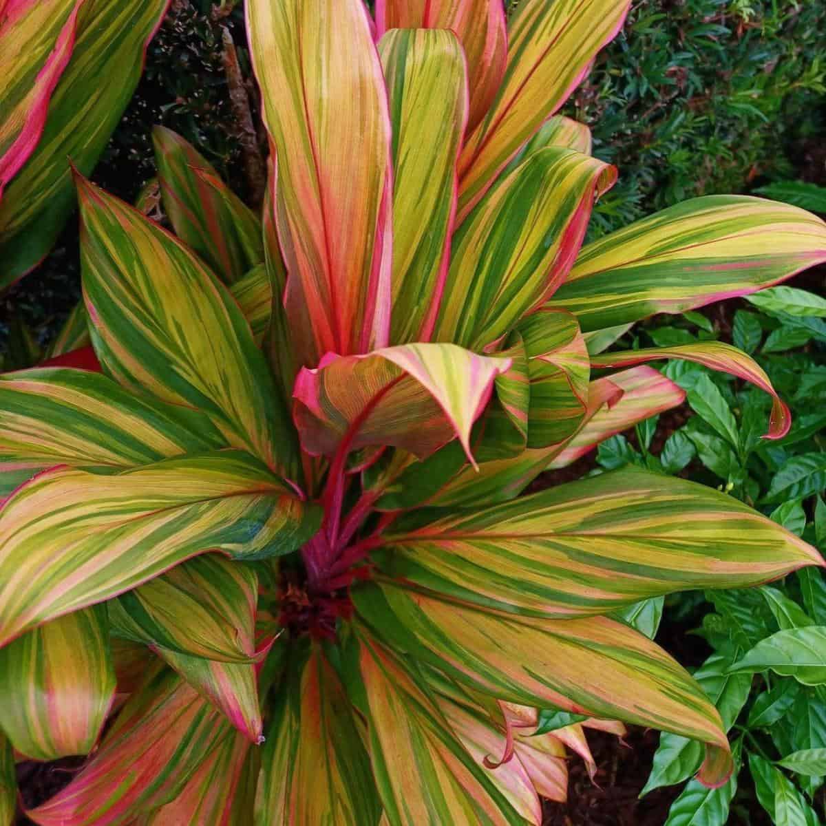 Cordyline Plant Care: How To Grow Hawaiian Ti Plants