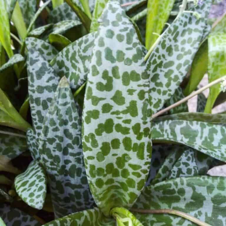 Silver Squill Care: All About Growing Ledebouria Socialis