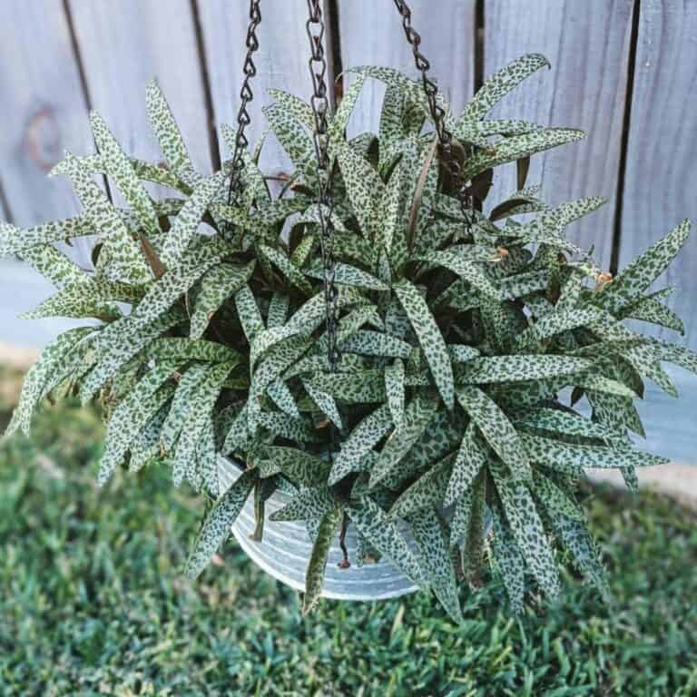 Silver Squill Care: All About Growing Ledebouria Socialis