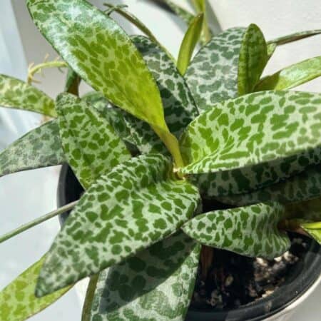 Silver Squill Care: All About Growing Ledebouria Socialis