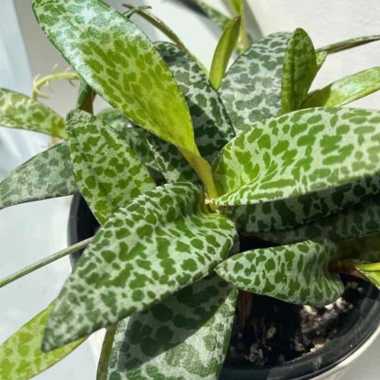 Silver Squill Care: All About Growing Ledebouria Socialis