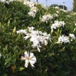 Tips on Growing Gardenia Frostproof Plants