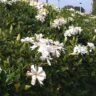 Tips on Growing Gardenia Frostproof Plants