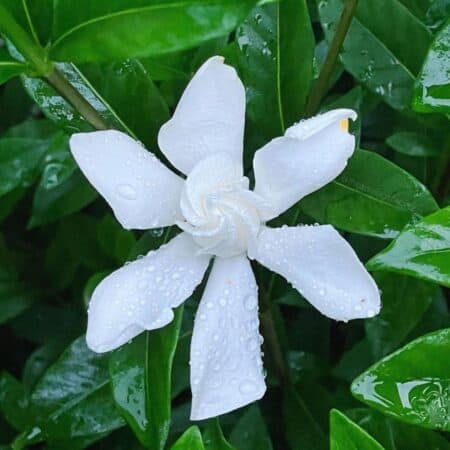 Tips on Growing Gardenia Frostproof Plants
