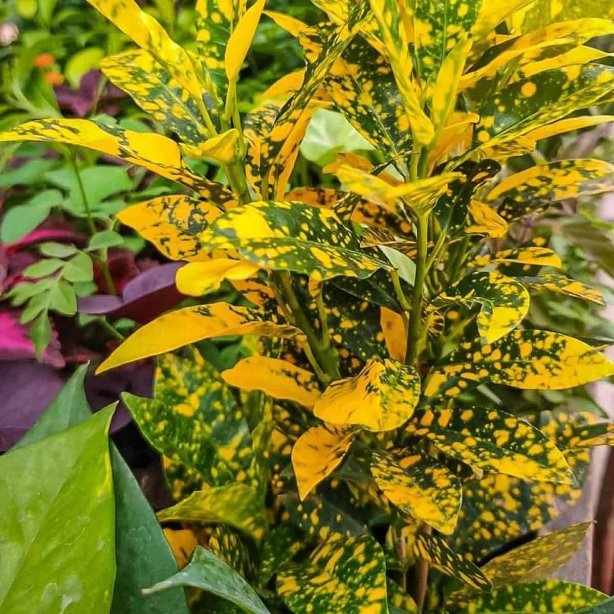 Gold Dust Croton Care: How To Grow Codiaeum Variegatum