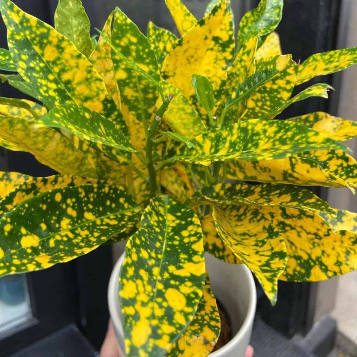 Gold Dust Croton Care: How To Grow Codiaeum Variegatum