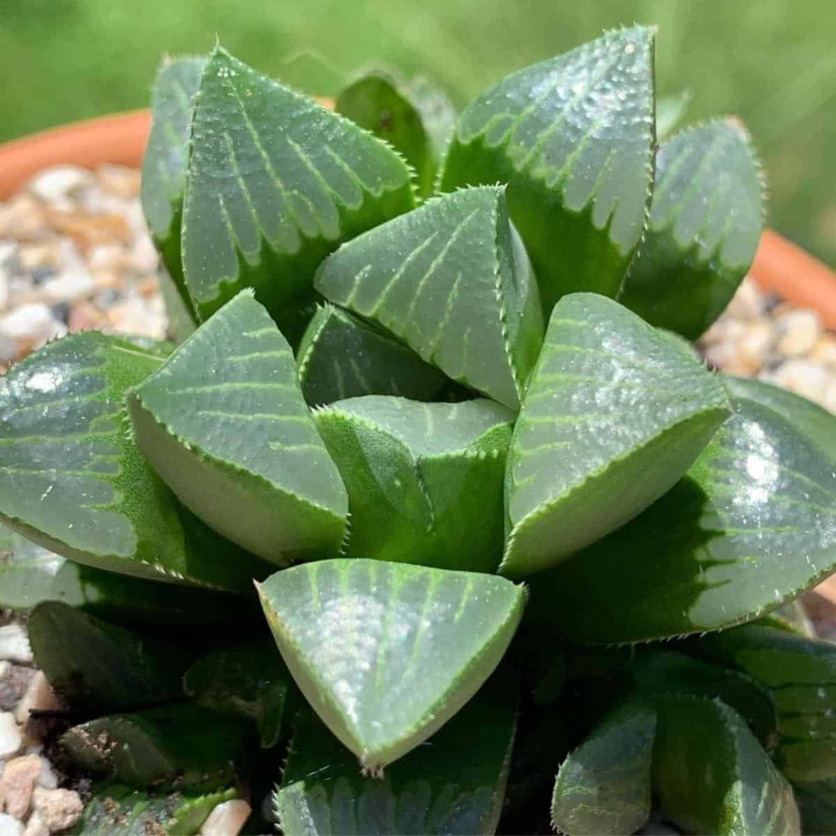 Haworthia Retusa Care: Learn How To Grow The Star Cactus
