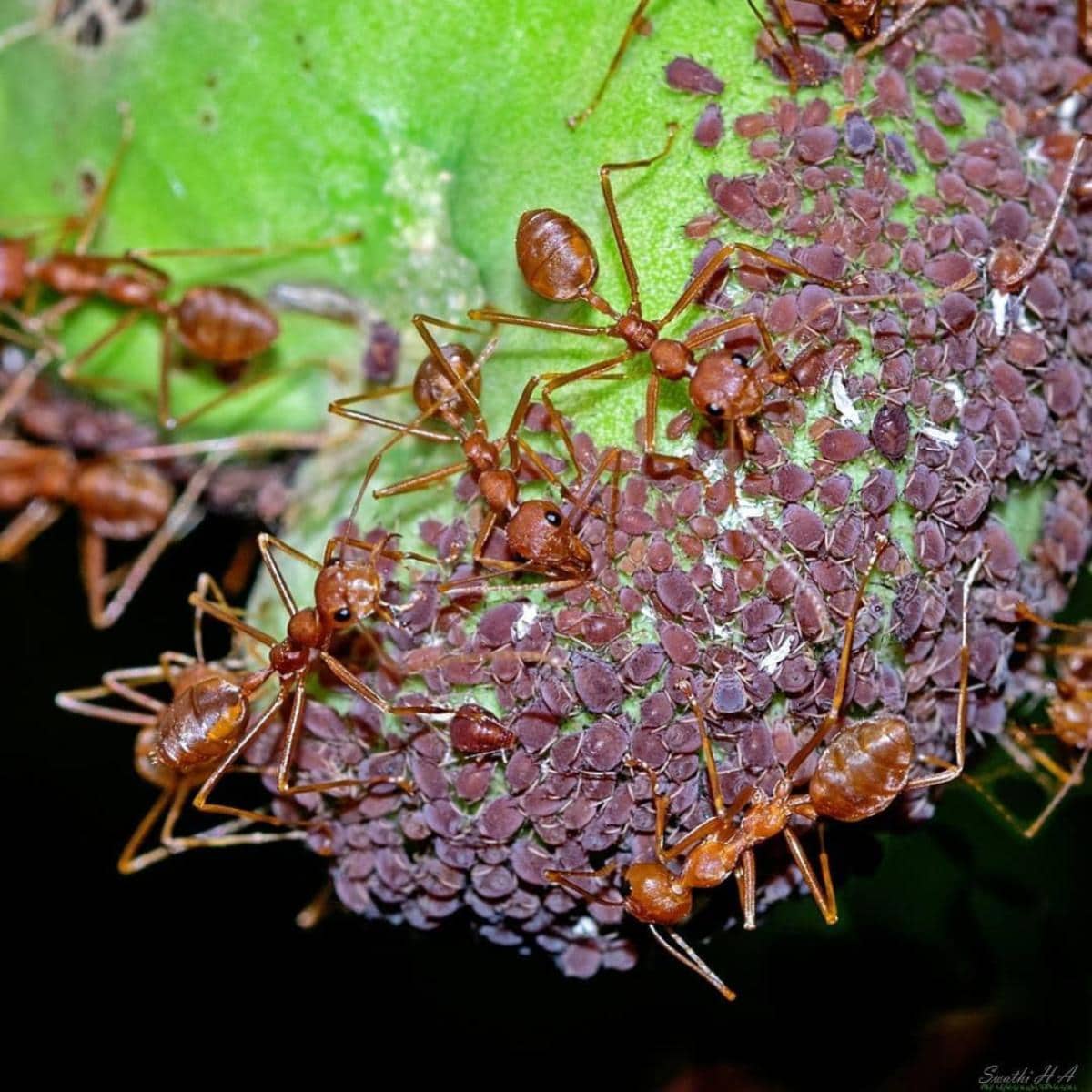 How Do Ants Farm Aphids: Controlling Aphids and Ants on Plants