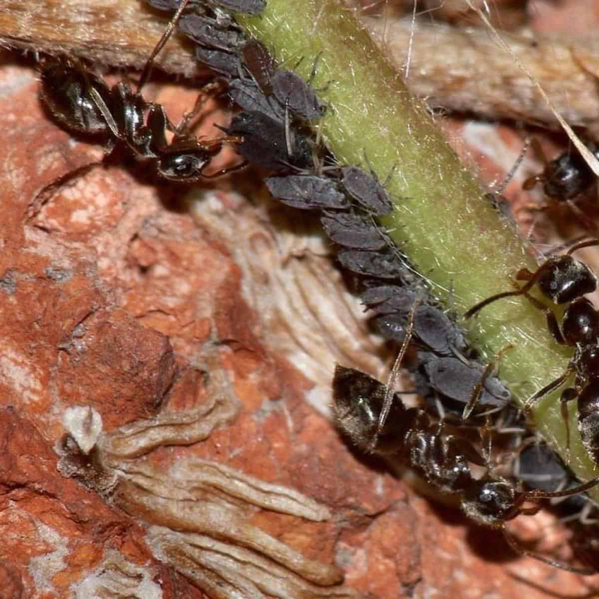 How Do Ants Farm Aphids: Controlling Aphids and Ants on Plants
