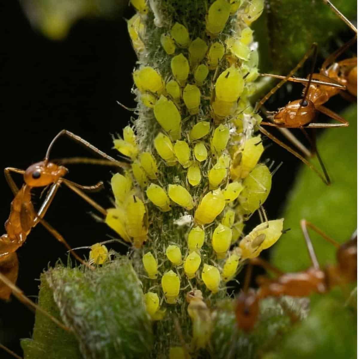 How Do Ants Farm Aphids: Controlling Aphids and Ants on Plants