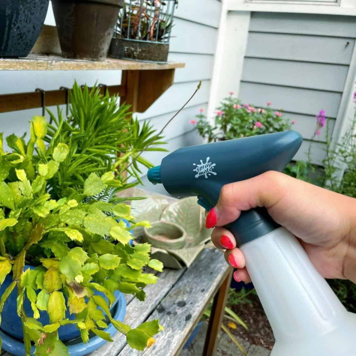 Apply Neem Oil Applications: How To Do's and Don'ts