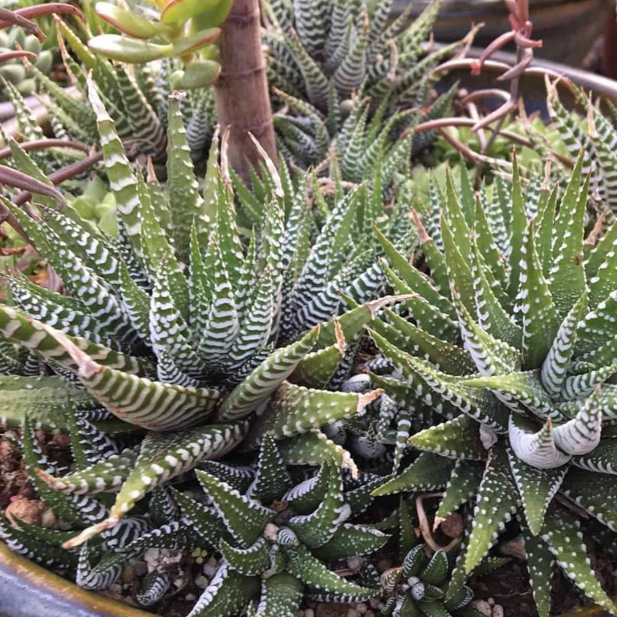 Haworthiopsis Fasciata Care: Growing The Little Zebra Plant