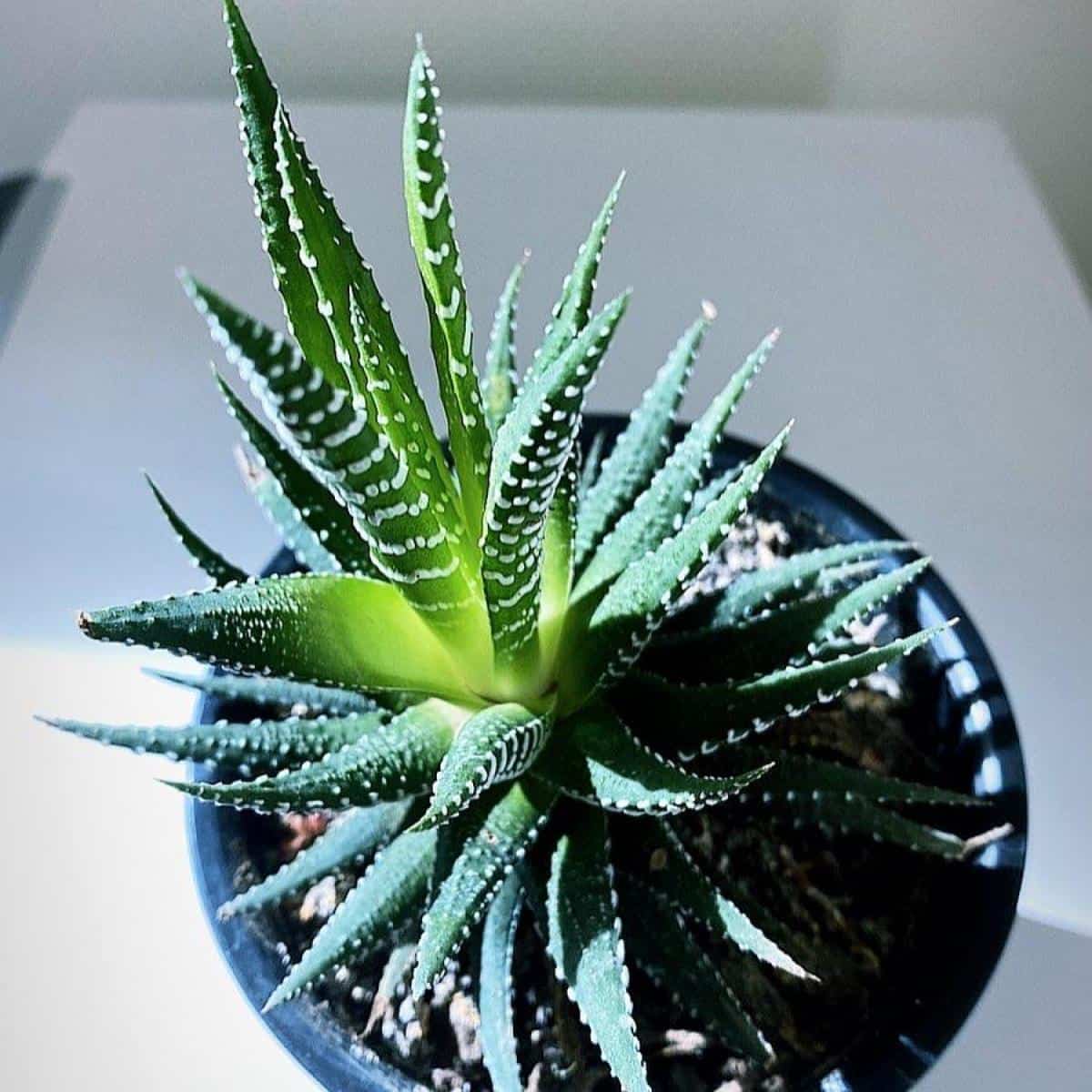 Haworthiopsis Fasciata Care: Growing The Little Zebra Plant