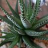 Haworthiopsis Fasciata Care: Growing The Little Zebra Plant