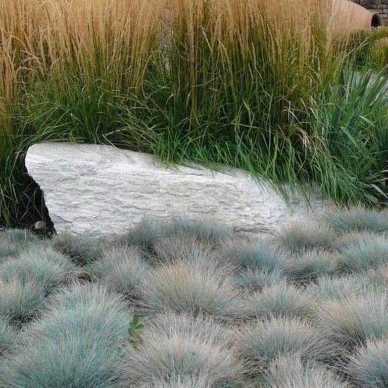 Karl Foerster Grass Care: Growing Calamagrostis Feather Reed Grass