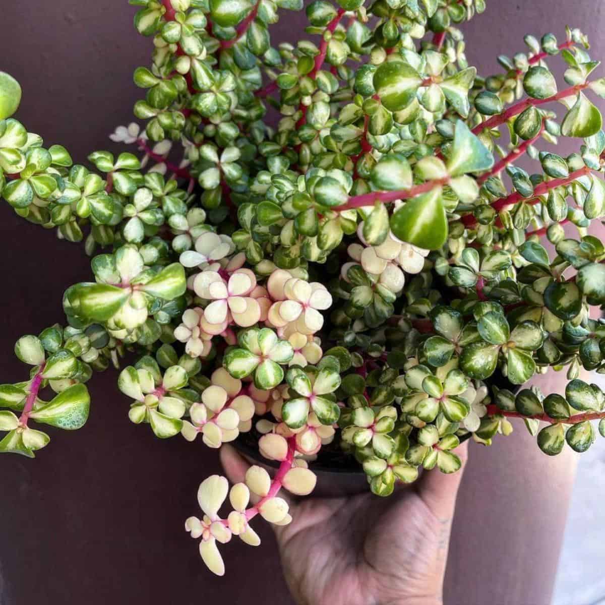 Elephant Bush: Grow and Care for Portulacaria Afra