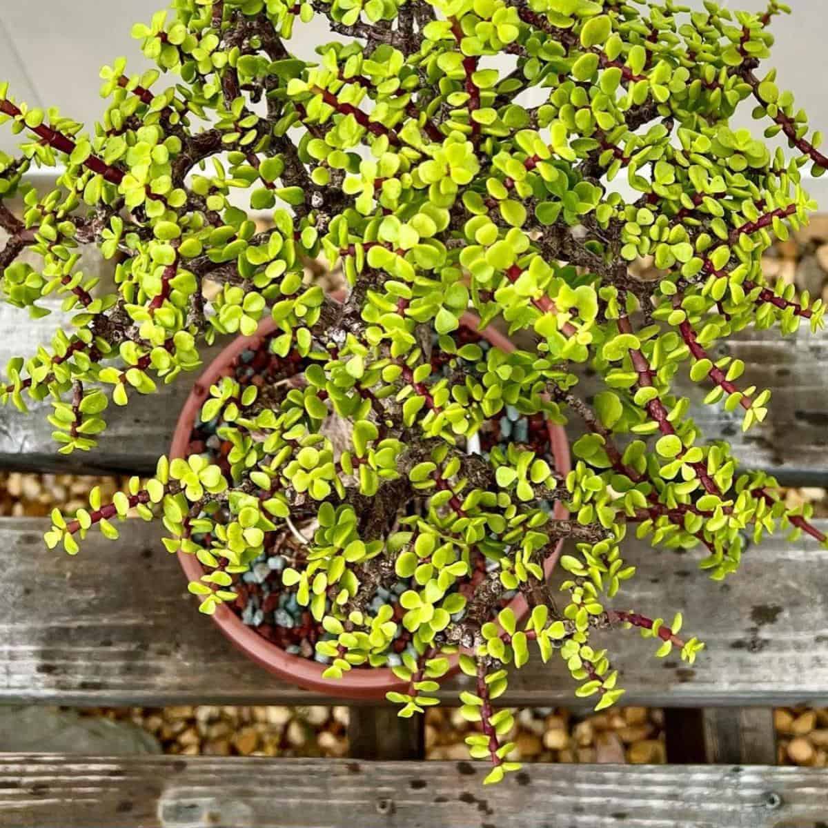 Elephant Bush: Grow and Care for Portulacaria Afra