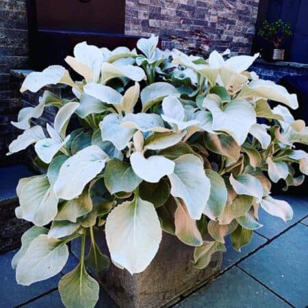 Growing Senecio Angel Wings Plants: Caring For Senecio Candicans