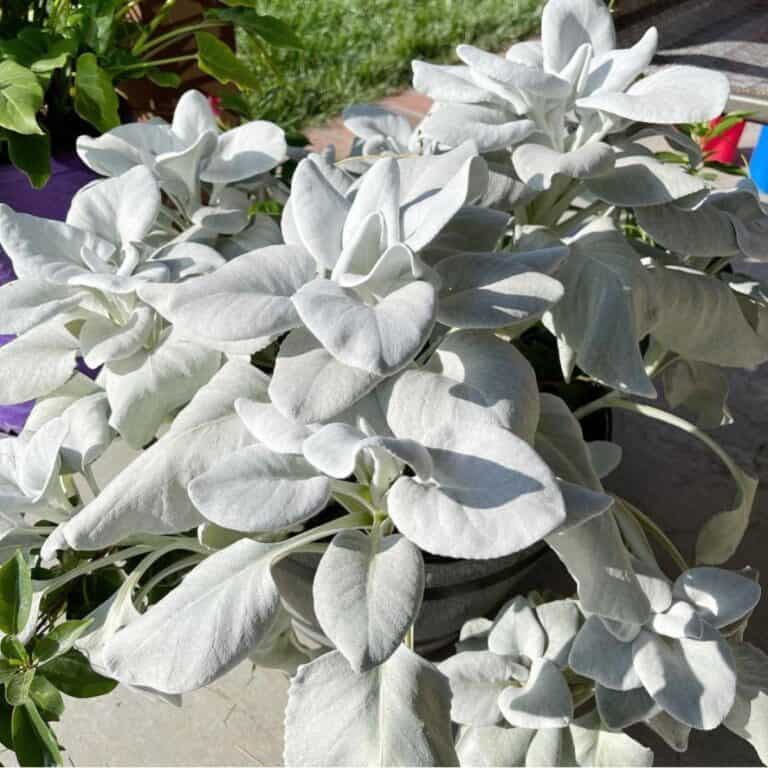 Growing Senecio Angel Wings Plants: Caring For Senecio Candicans