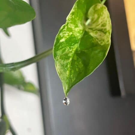 Guttation = Crying Plants - Why They Tear or Cry?
