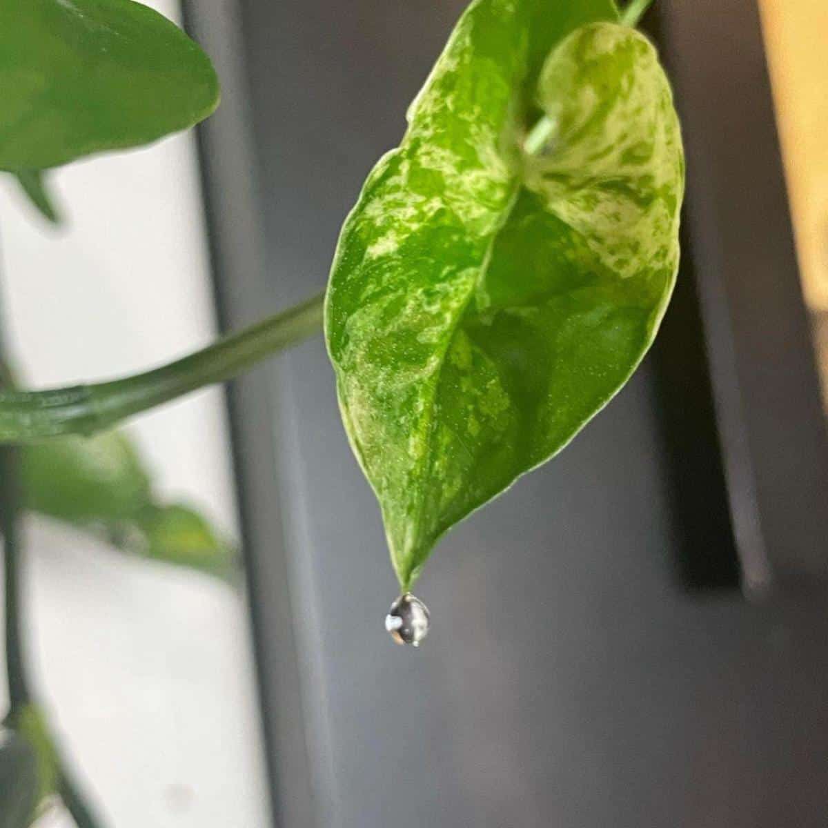Guttation = Crying Plants - Why They Tear or Cry?