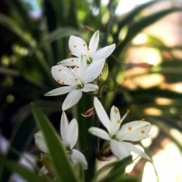 Spider Plant Flowers: Tips On Blooming Spider Plants