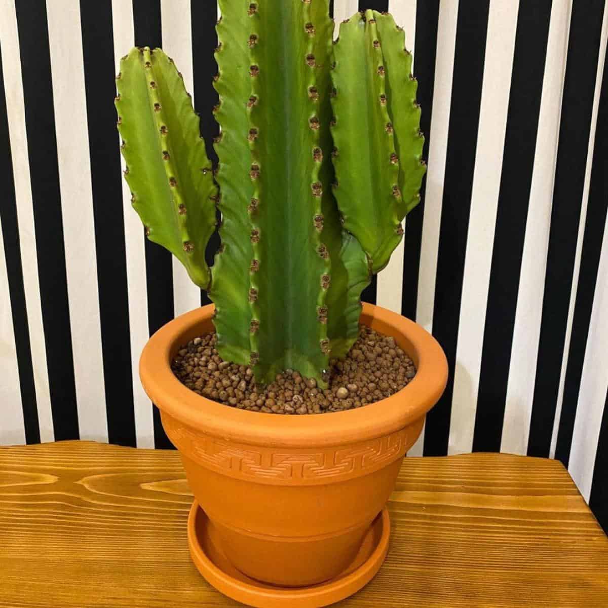 Want To Master Euphorbia Ingens African Candelabra Care?