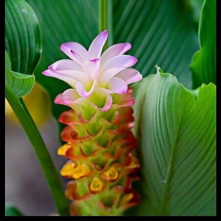 Curcuma Plant Care: Growing The Common Turmeric