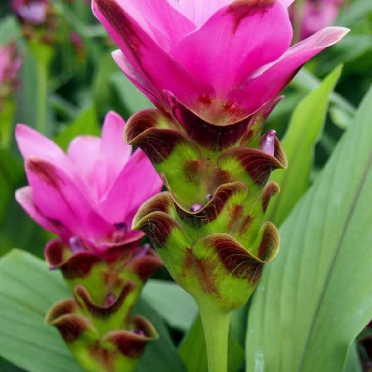 Curcuma Plant Care: Growing The Common Turmeric