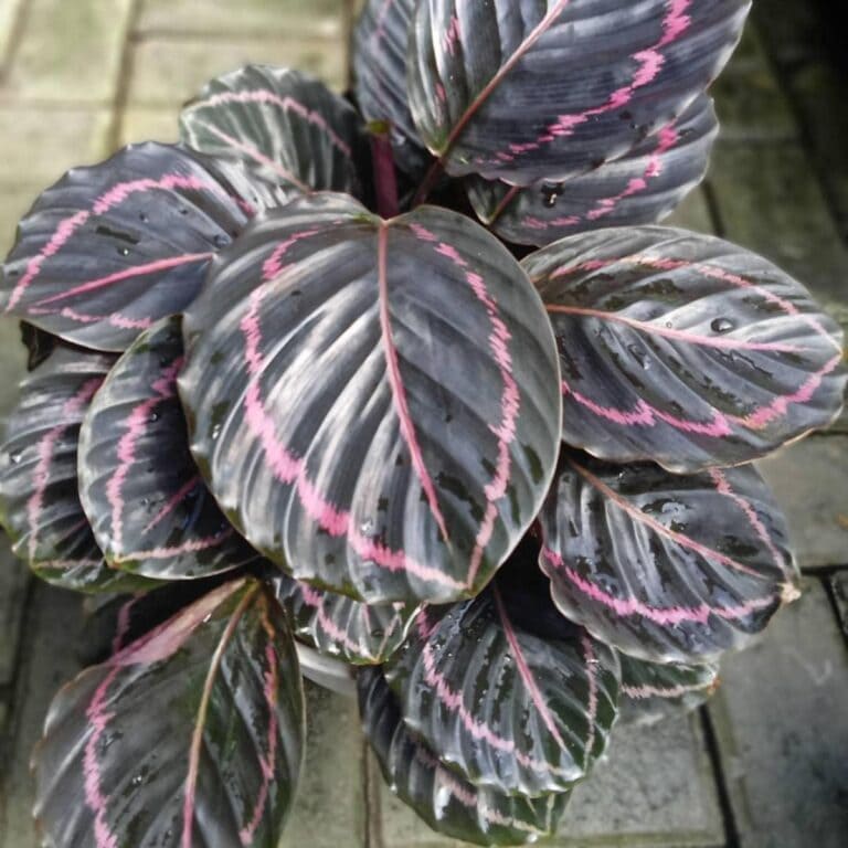 Calathea Roseopicta Care: Growing The Rose Painted Calathea