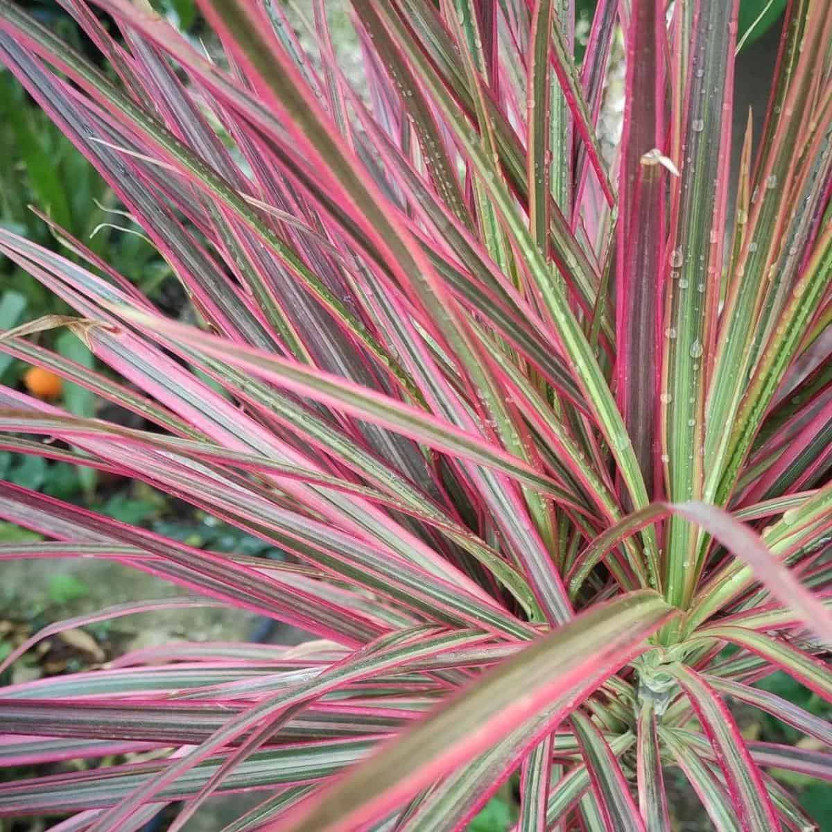 Dracaena Colorama Care: Growing The Colorama Marginata