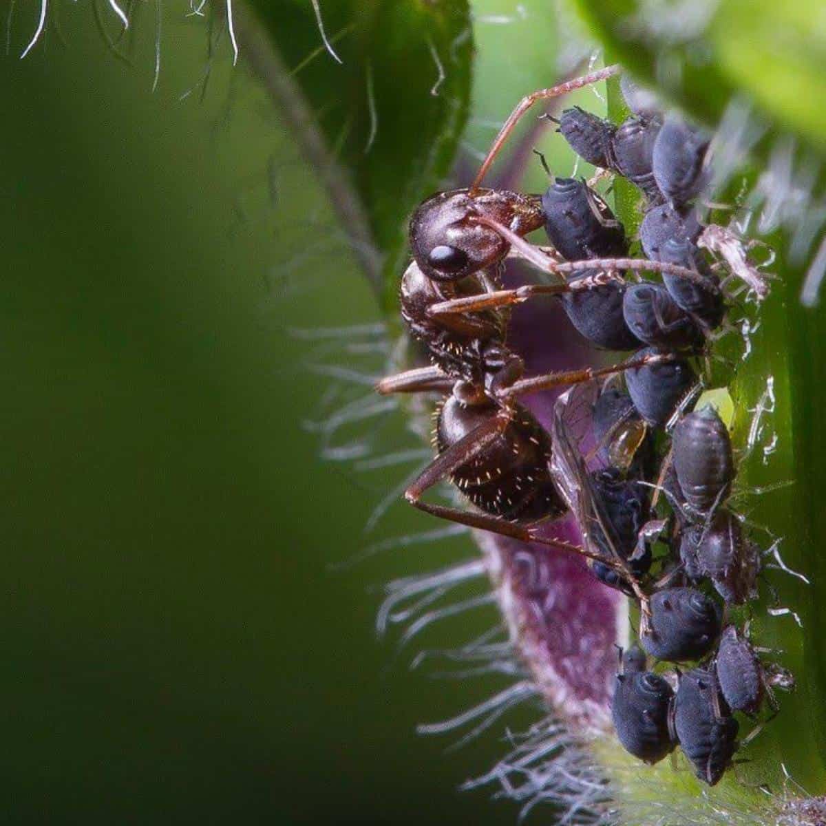 Aphid Honeydew: What Is It, What Causes It, How To Get Rid Of It?